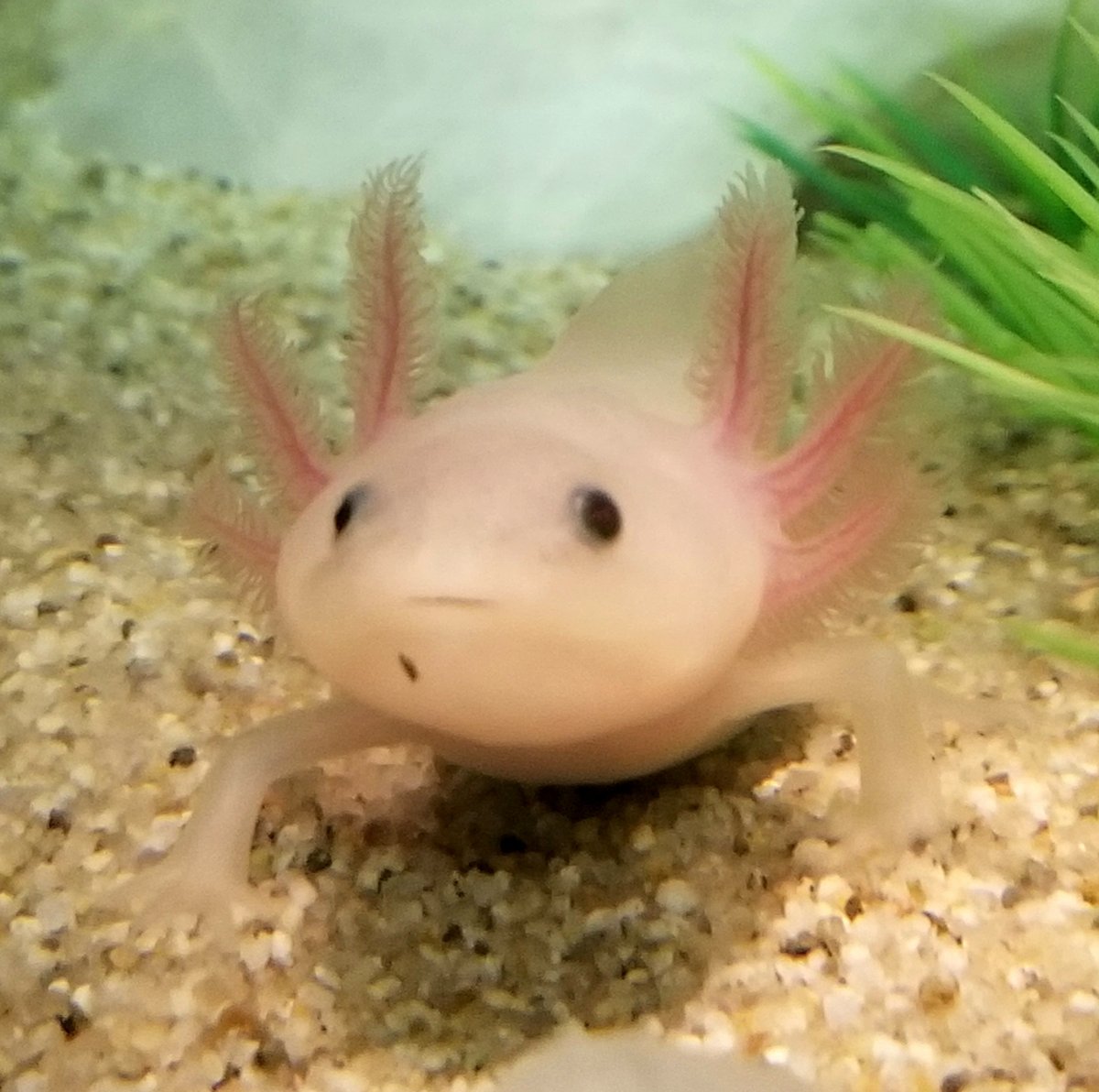 The Mexican Salamander; how breeders and scientists are helping to save ...